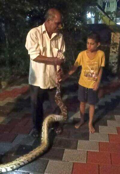 Python bites boy | Mangaluru News - Times of India