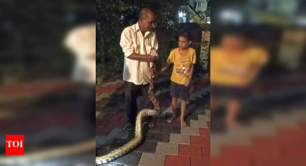 Python bites boy | Mangaluru News - Times of India