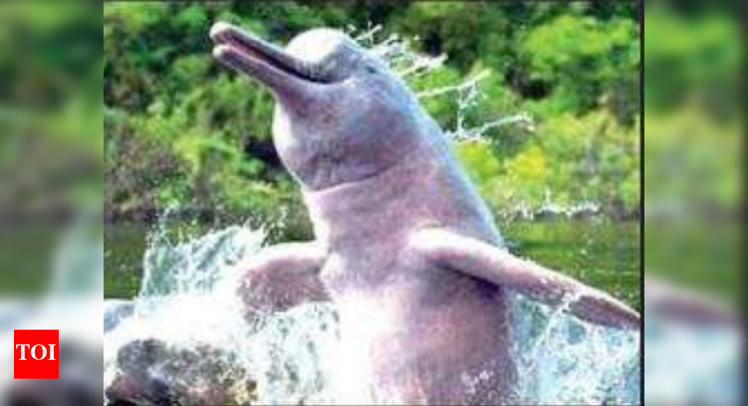 ‘Current jaal’ a big threat to Ganga dolphins | Lucknow News - Times of ...