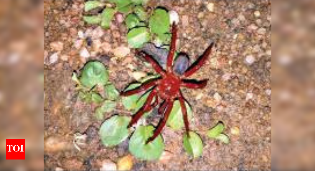 200 million-year-old spider species spotted in Bengal | Kolkata News ...