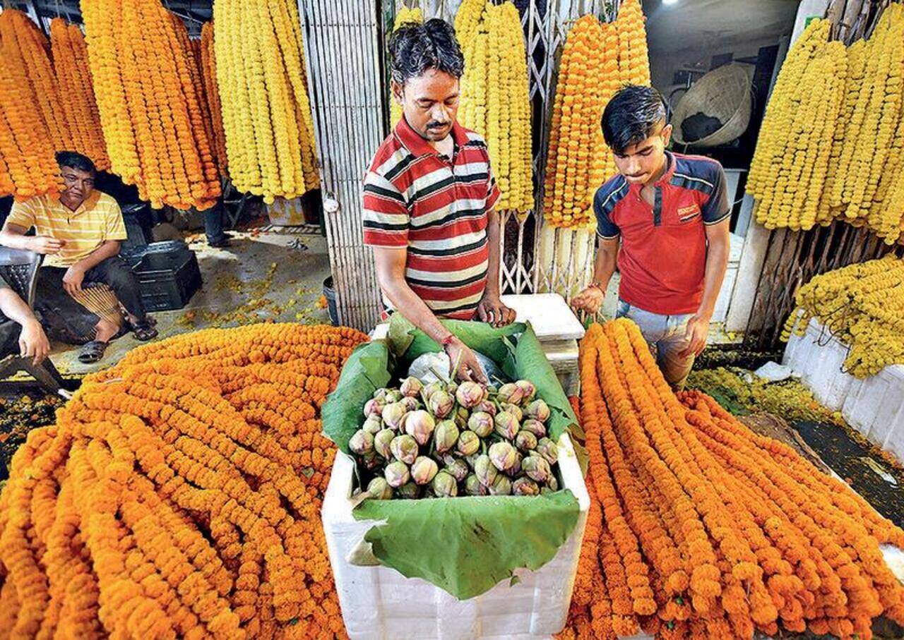 Carnation Flower Market In India | Best Flower Site