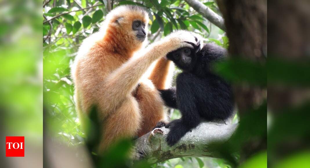 Scientists offer lifeline for world's rarest primate - Times of India