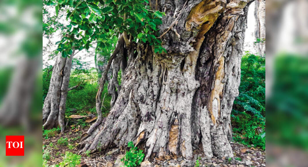 Family of farmers in Tamil Nadu's Kannapadi keeps land undivided to ...