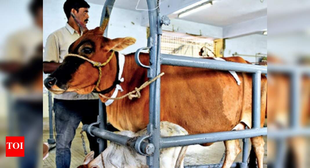 600 researchers seek proof of cow dung effect on radiation claim by ...