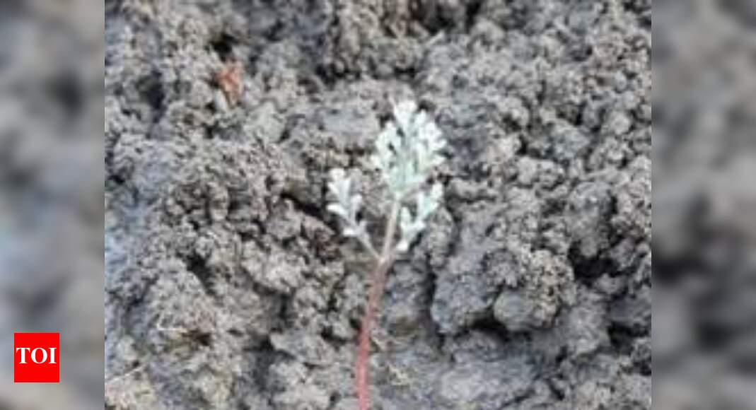 India takes up cultivation of Heeng for the first time, the move will ...