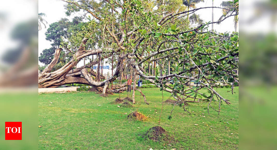 Bhopal: Kamla Park tree turns over a new leaf, two months after ...