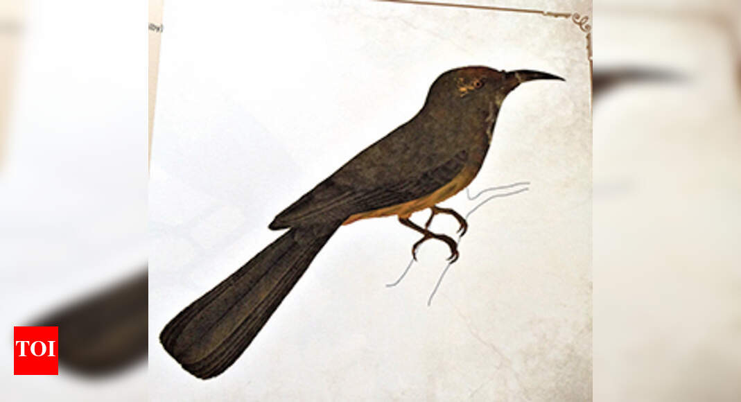 Book to showcase birds that lived in Kolkata 200 years ago | Kolkata ...