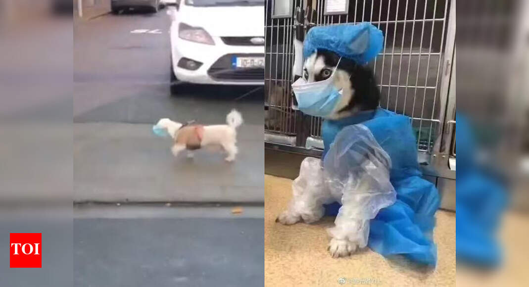 Viral video: A dog wearing a mask for daily walks has left netizens in ...