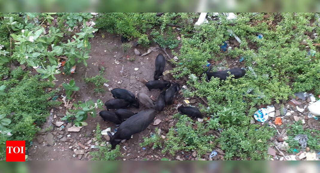 PIGS MENACE - Times of India