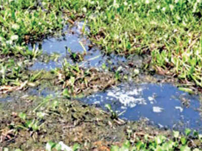 How household wastewater has brought life back to dead ponds in Greater ...