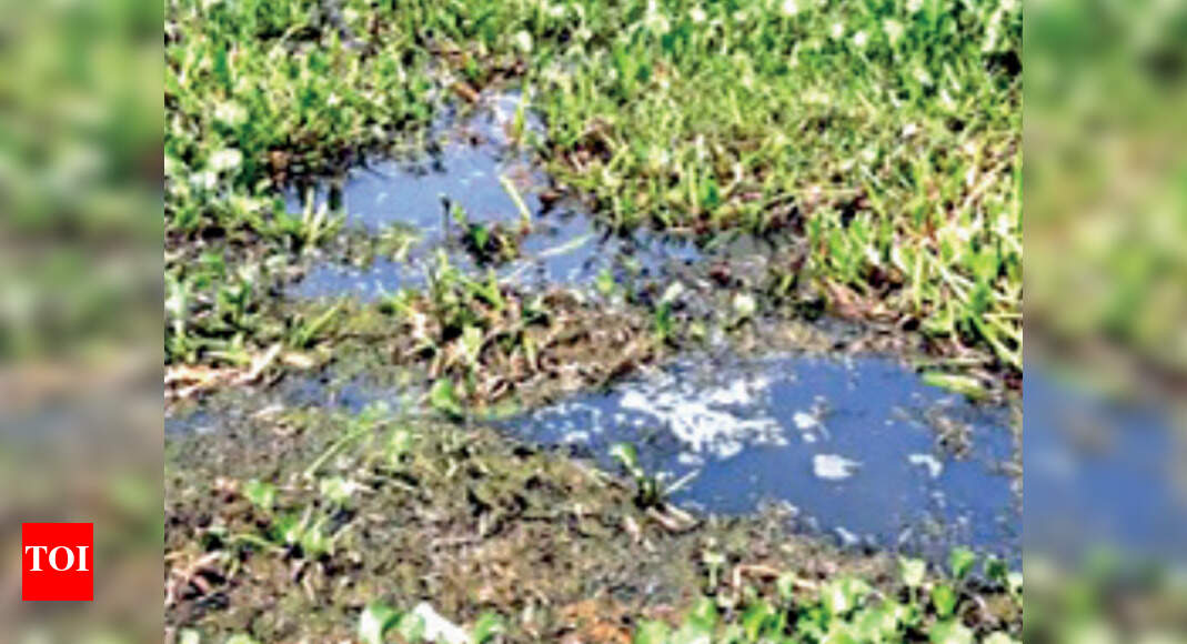 How household wastewater has brought life back to dead ponds in Greater ...