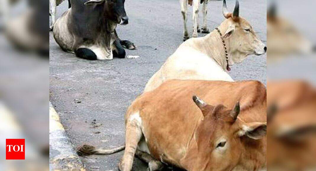 UP Prevention of Cow Slaughter Act being misused, says Allahabad high ...