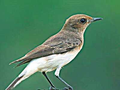 Kerala: Rare Central Asian desert bird spotted in Thrissur | Kochi News ...