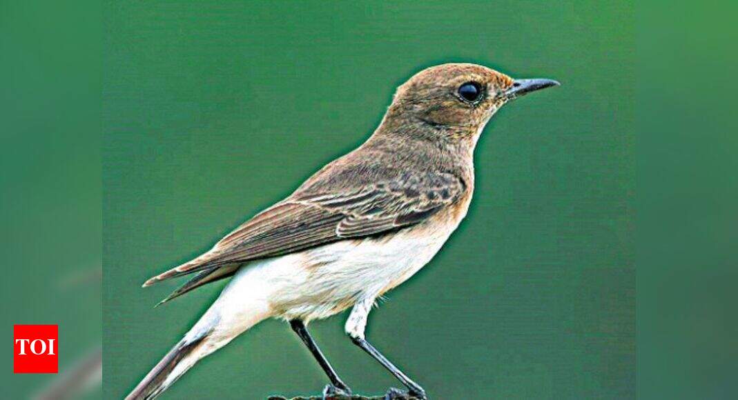 Kerala: Rare Central Asian desert bird spotted in Thrissur | Kochi News ...
