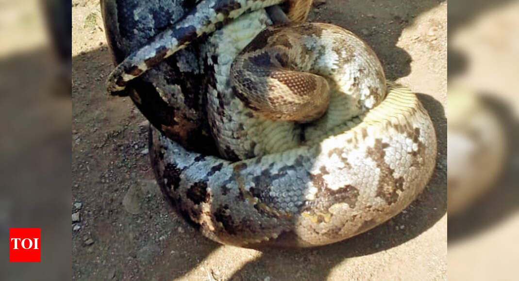 12-foot-long python attacks aged woman in Gujarat | Rajkot News - Times ...