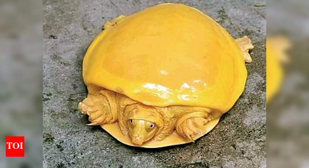 Rare yellow turtle saved from fisherman’s net in West Bengal's Burdwan ...