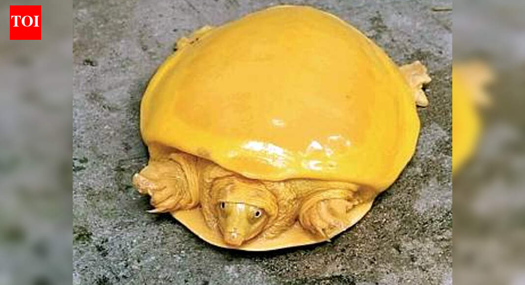 Rare yellow turtle saved from fisherman’s net in West Bengal's Burdwan ...