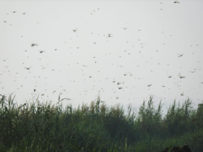 Kerala: Tracking the migratory dragonflies | Kochi News - Times of India