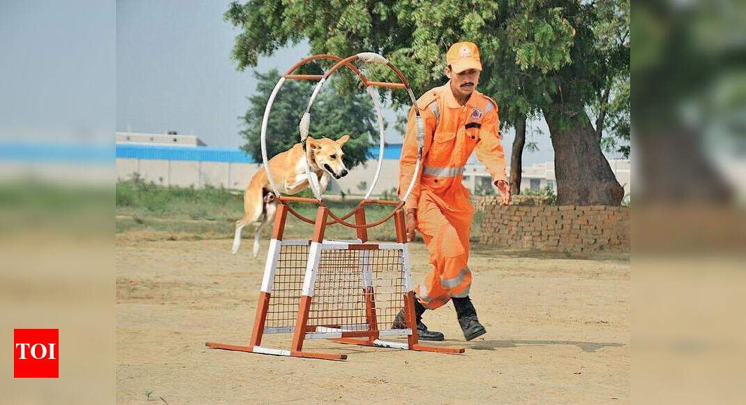 Two desi dogs could create history, if they curb their natural ...