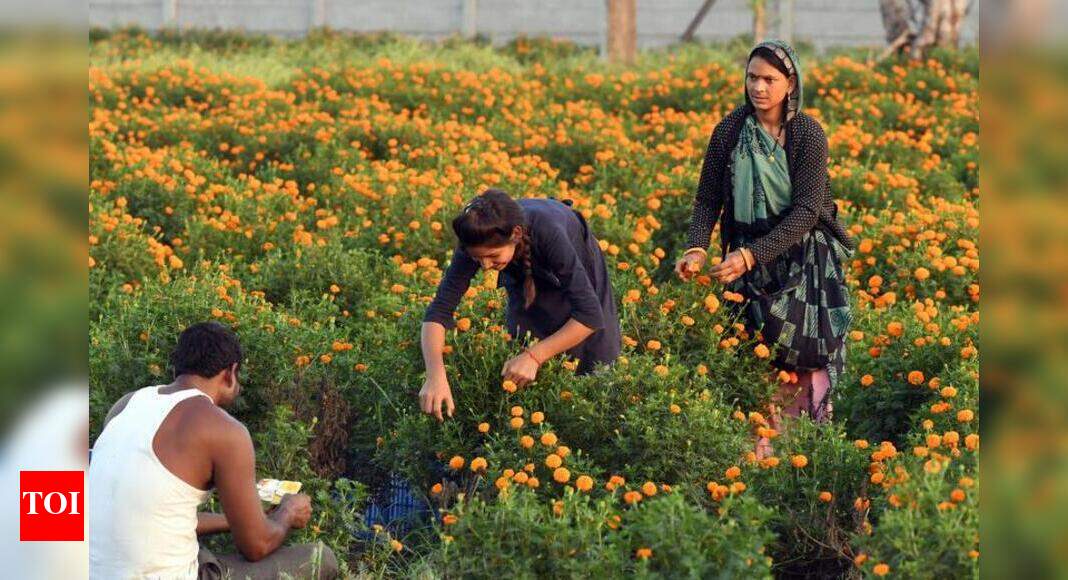 Bhopal: Plants pip sweets as Diwali gifts in Corona season | Bhopal ...