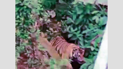 Tigers stray into human habitation in Wayanad | Kozhikode News - Times ...