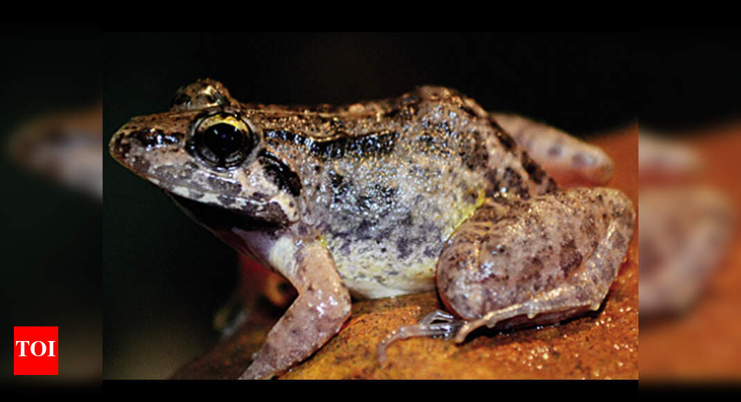 1st frog species described from Maharashtra gets genetic identity after ...