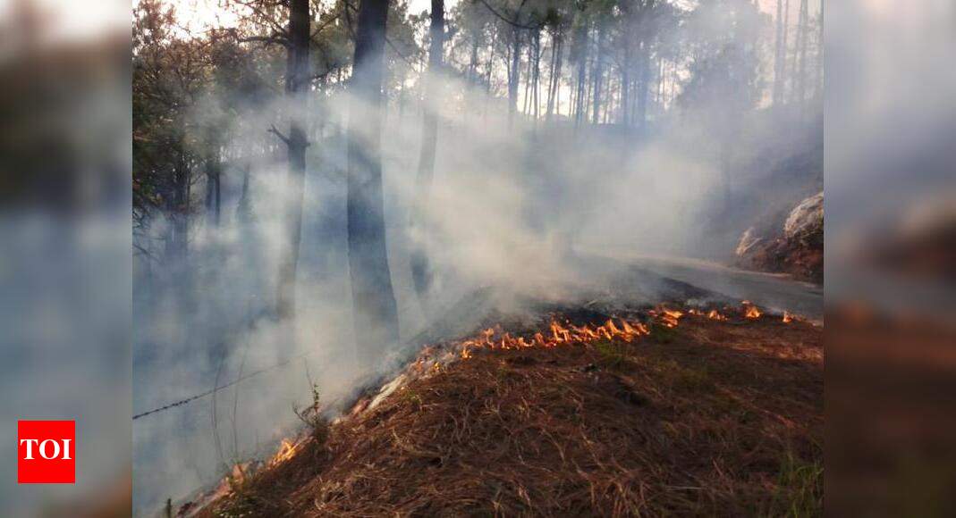 Unusual forest fire season: Around 140 hectares of forest cover gutted ...