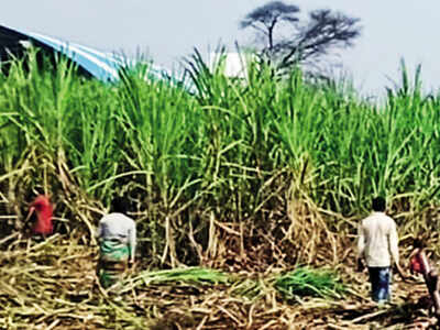 At 10° C, Niphad coldest in north Maharashtra | Nashik News - Times of ...