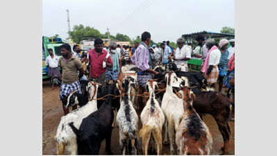 Ettayapuram goat shandy sees Rs 6crore sale on Diwali eve | Madurai ...