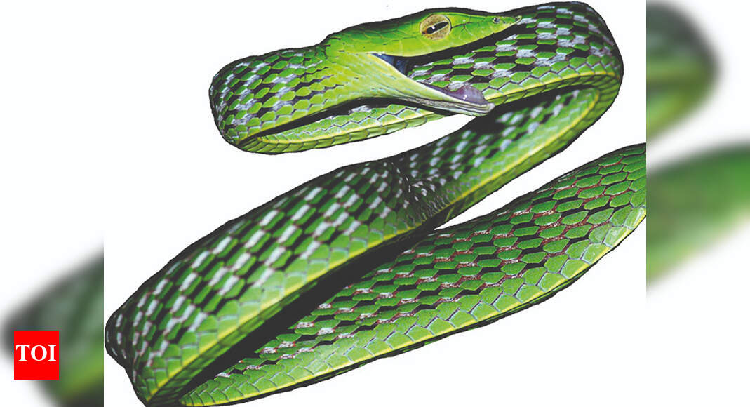Bengaluru: IISc researchers discover 5 new species of vine snakes ...