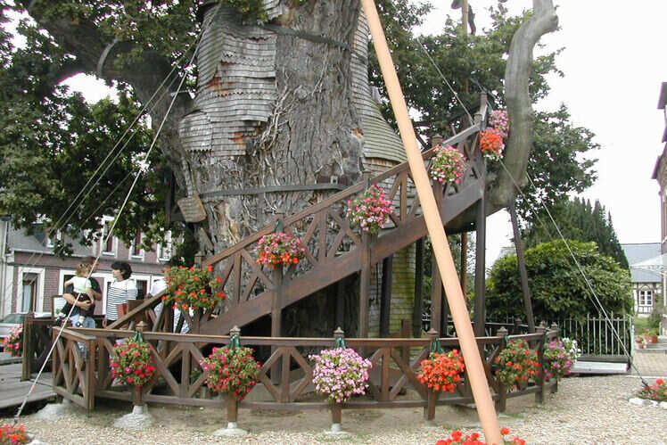 Green Travel: Weird trees from across the globe and their history ...