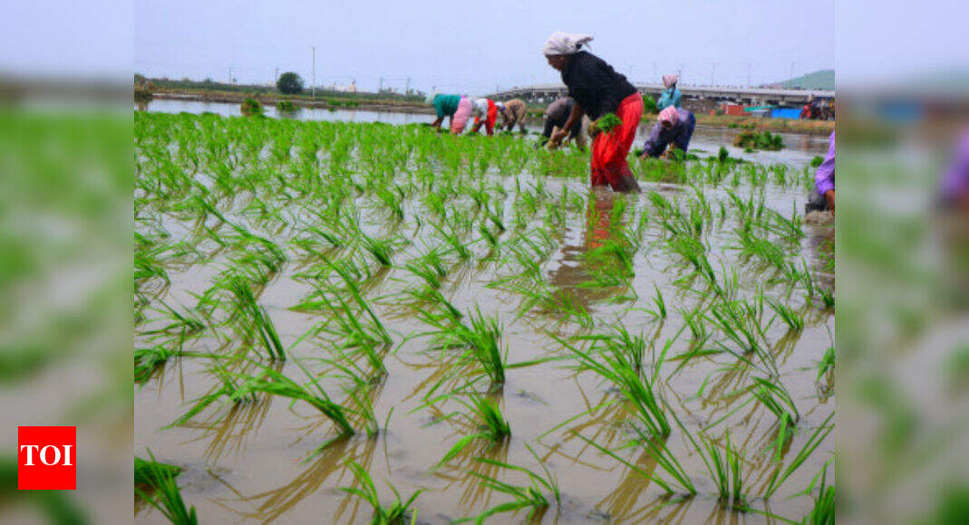 Government's MSP paddy procurement rises 20.25% so far this kharif season - Times of India