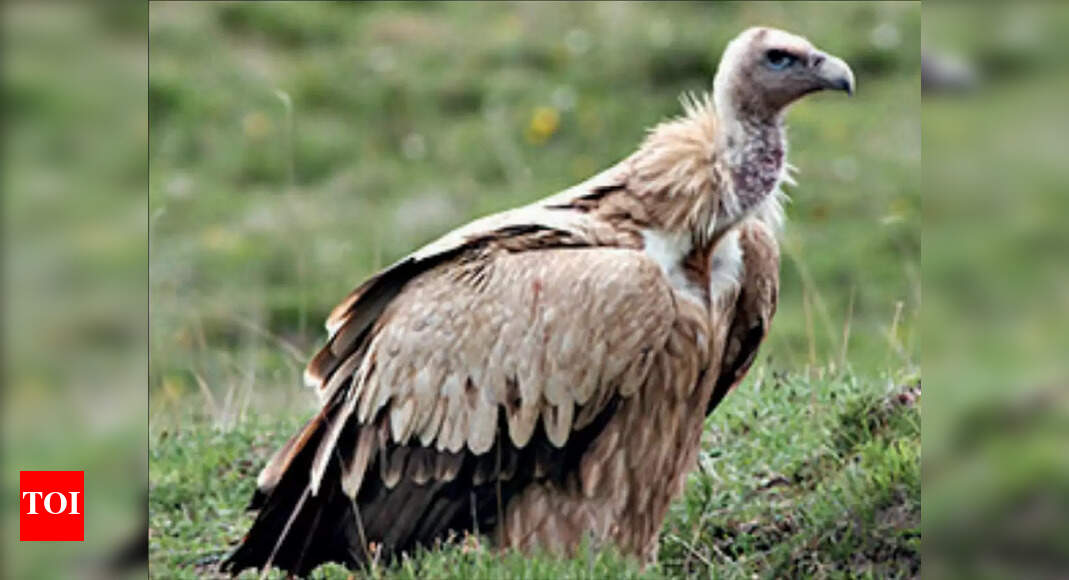 Govt draws up 5-year plan to save vultures | India News - The Times of ...