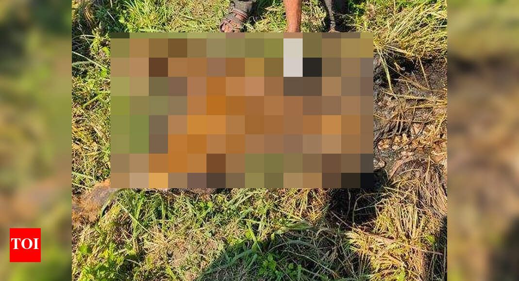 Decomposed tiger carcass found in Maharashtra’s Gondia, many parts of ...