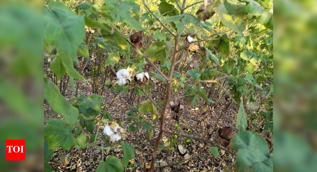 Rains lead to cotton rotting on plants, bollworm attack | Nagpur News ...