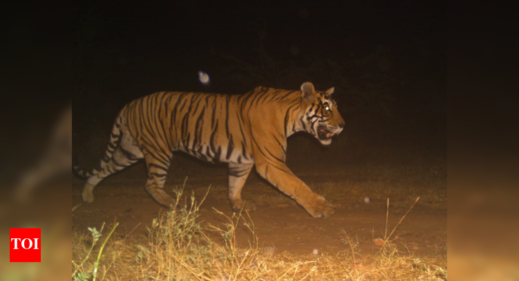 Rajasthan: Ranthambore tiger returns after eight years | Jaipur News ...
