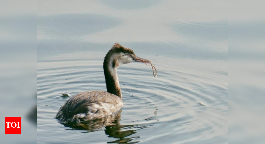 Migration surprise: Crested Grebe back in Okhla after 3 years | Noida ...