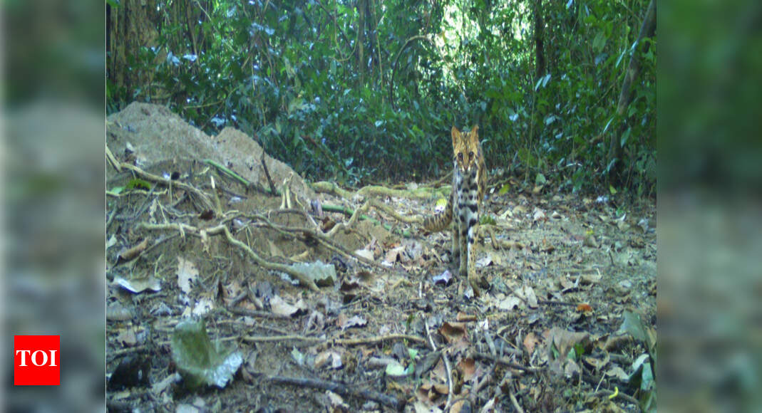 ‘Rare and small wild cats not well covered by protected areas’ | India ...