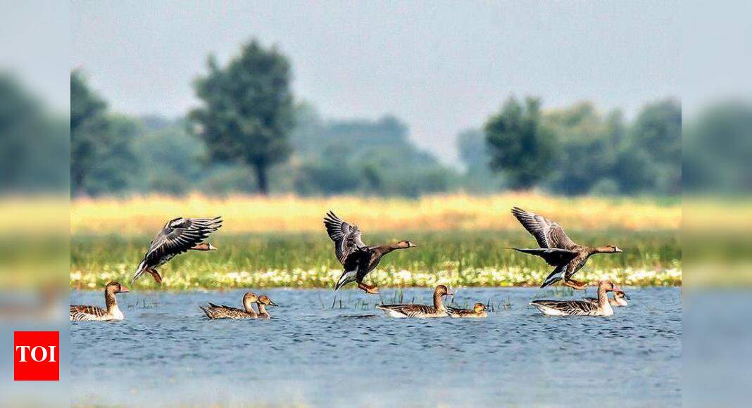 New geese species seen in Wadhwana | Vadodara News - Times of India