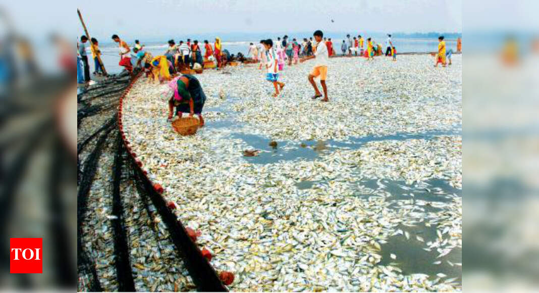 The Catch in Goa’s fishing Sector | Goa News - Times of India