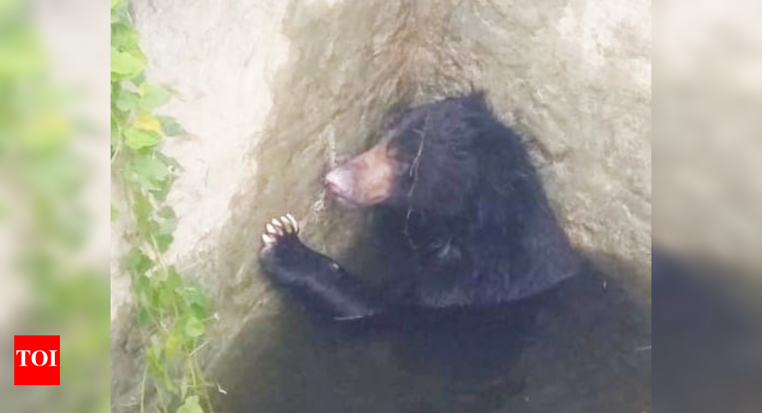 Bear outsmarts rescuers after falling into well in Tamil Nadu village ...