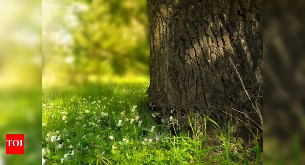 Row over shifting of trees to far-off areas | Delhi News - Times of India