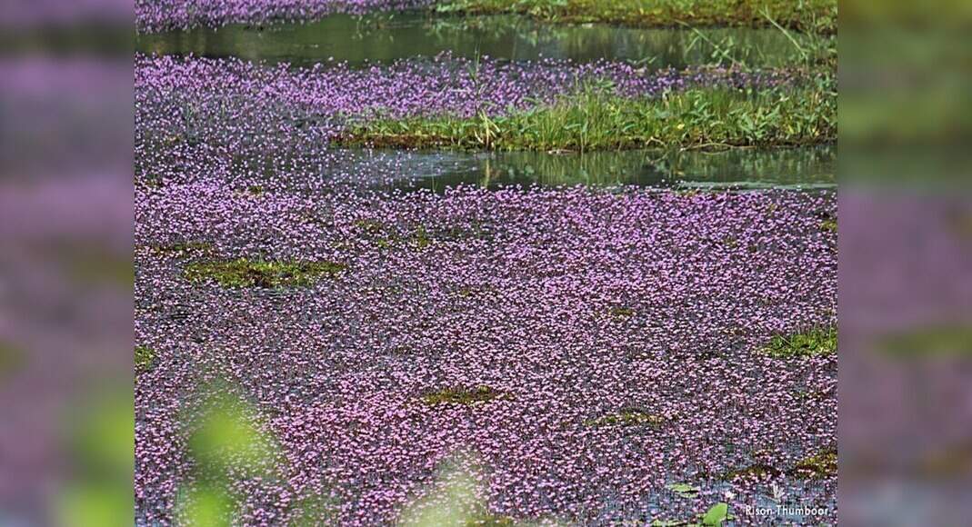 Pink aquatic plant turns Kozhikode’s Avala Pandi village into a ...