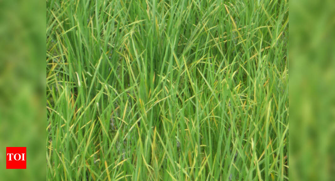 Paddy procurement to begin in 2 weeks with 50% on-spot payment | Ranchi ...
