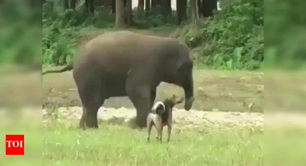 Baby elephant plays with dog; watch the adorable video - Times of India