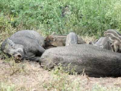 Madhya Pradesh may ease rules to kill wild boar for raiding crops ...