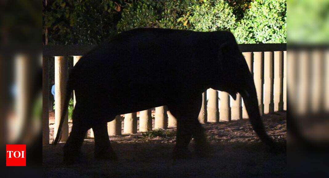 Kaavan Elephant in Cambodia: Kaavan, Pakistan's lonesome elephant ...