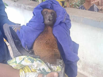 Injured bat rescued from Bhiwandi | Thane News - Times of India