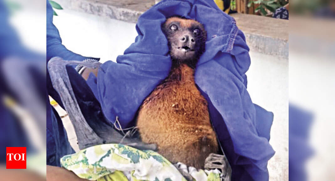 Mumbai: Bat gets entangled in thread on tree, rescued by NGO | Mumbai ...