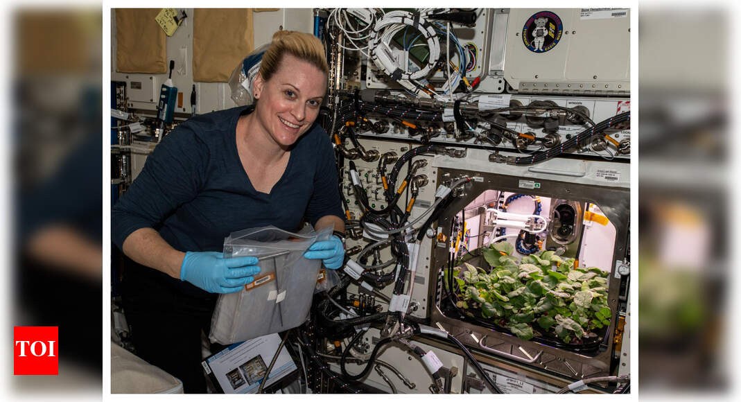 NASA News: NASA is growing radish in space and this is why they chose ...